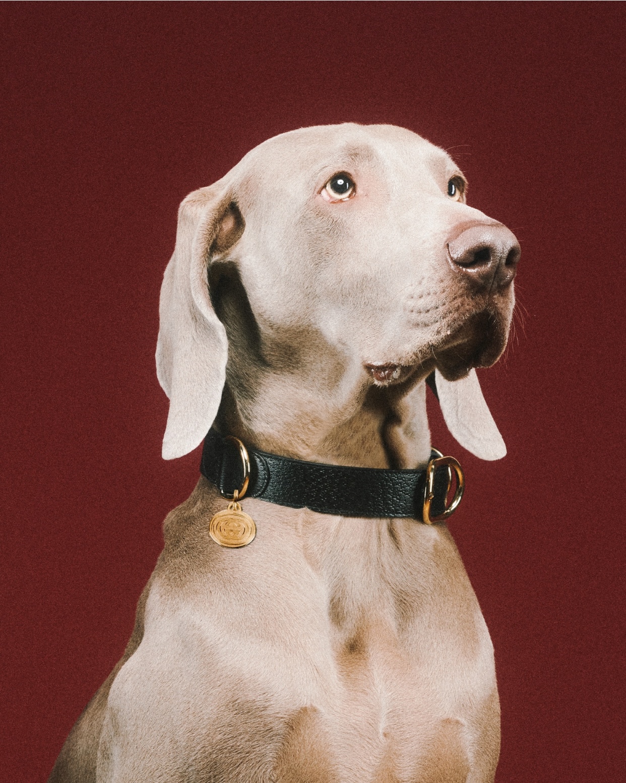 Gucci Pet: how to be fashionable dogs and cats - The Blonde Salad